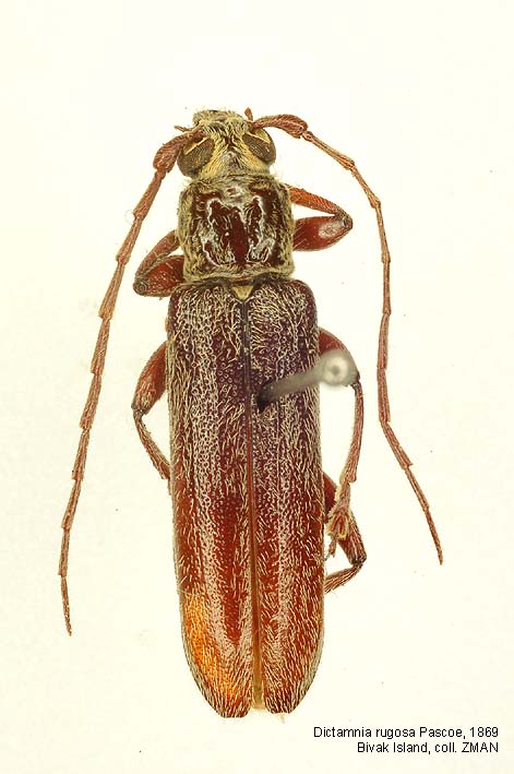 Papua Insects Foundation (Coleoptera/Cerambycidae/Cerambycinae)